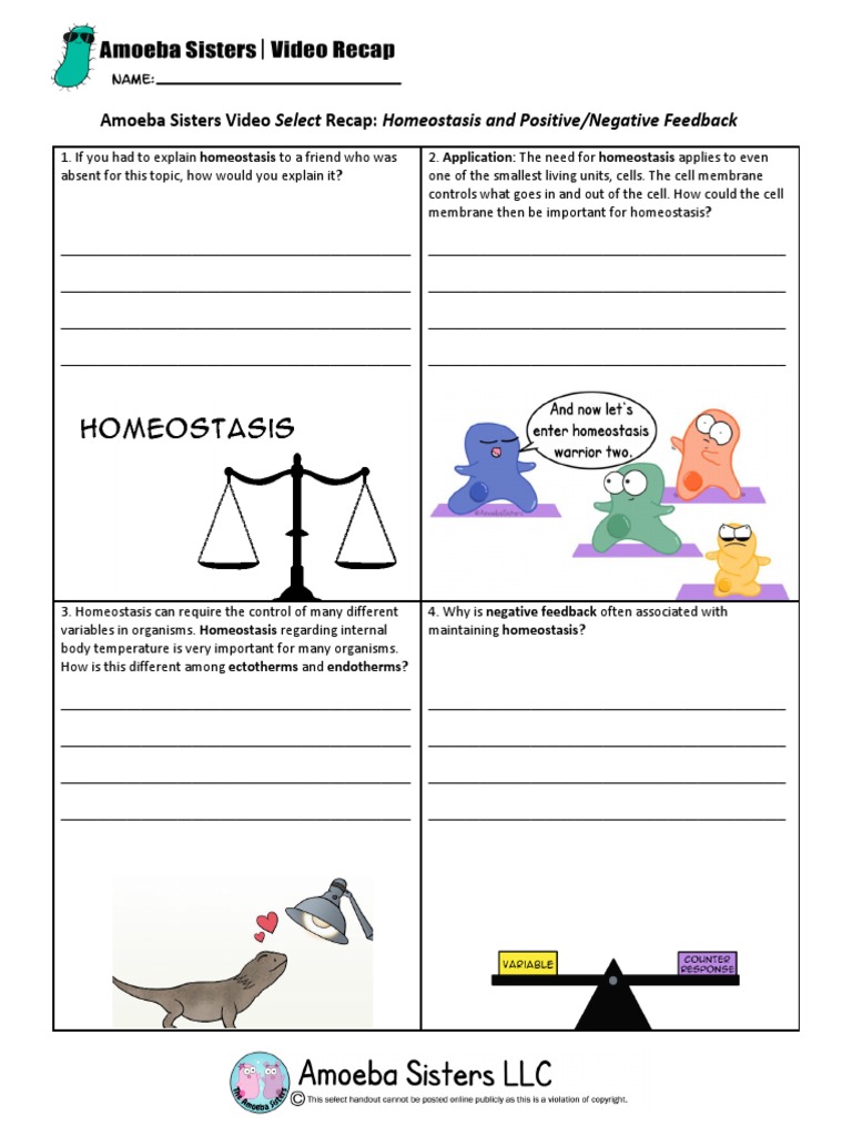 Amoeba Sisters Video Select Recap: Homeostasis and Positive/Negative ...
