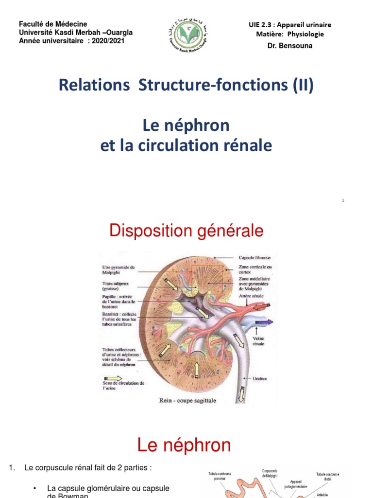 Le Néphron Et La Circulation Rénale | PDF | Vaisseau sanguin | Rein