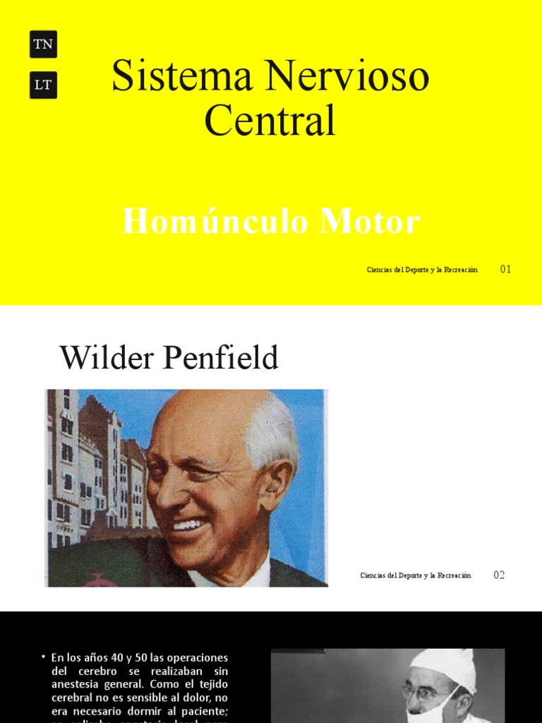 Homúnculo Motor de Penfield en el Cerebro | PDF | Corteza cerebral ...