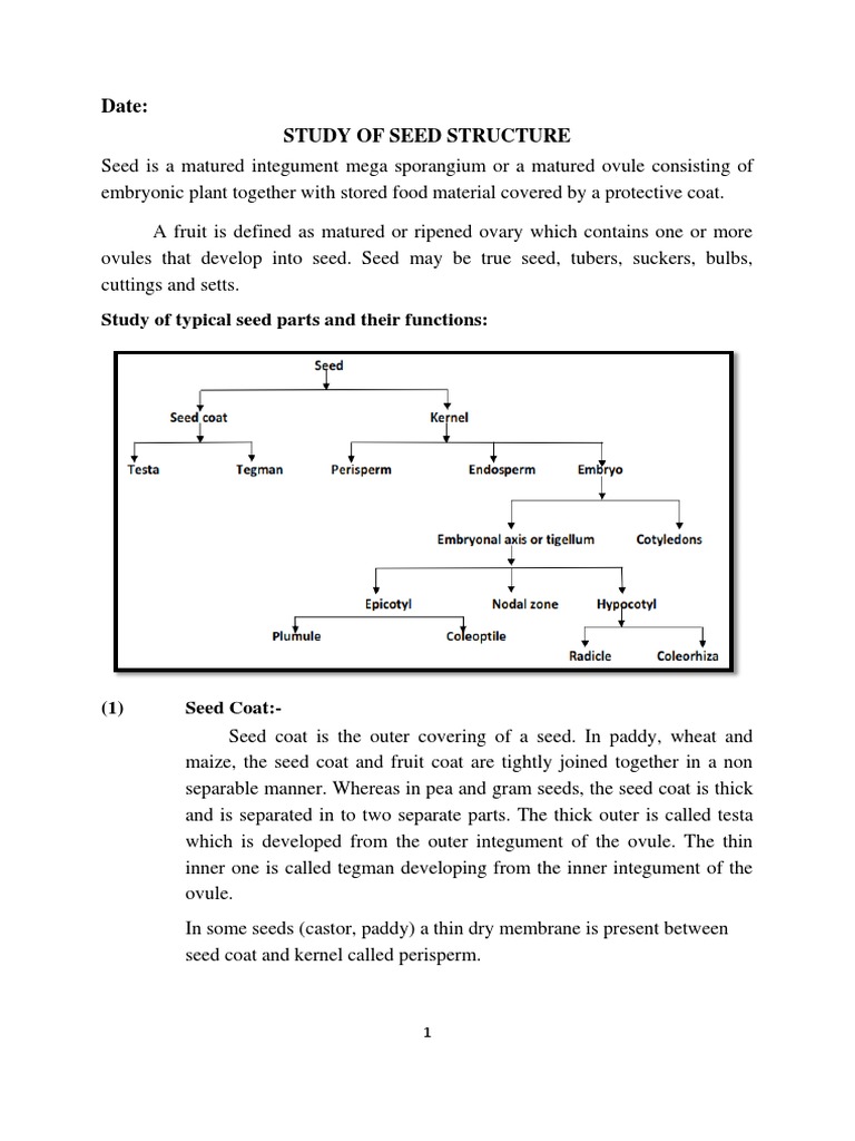 Practical Manual Seed Technology | PDF | Sowing | Seed