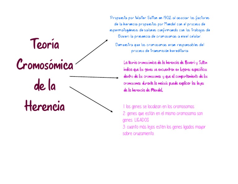 Teoría Cromosómica de La Herencia | PDF | Salud y bienestar | Ciencia y ...