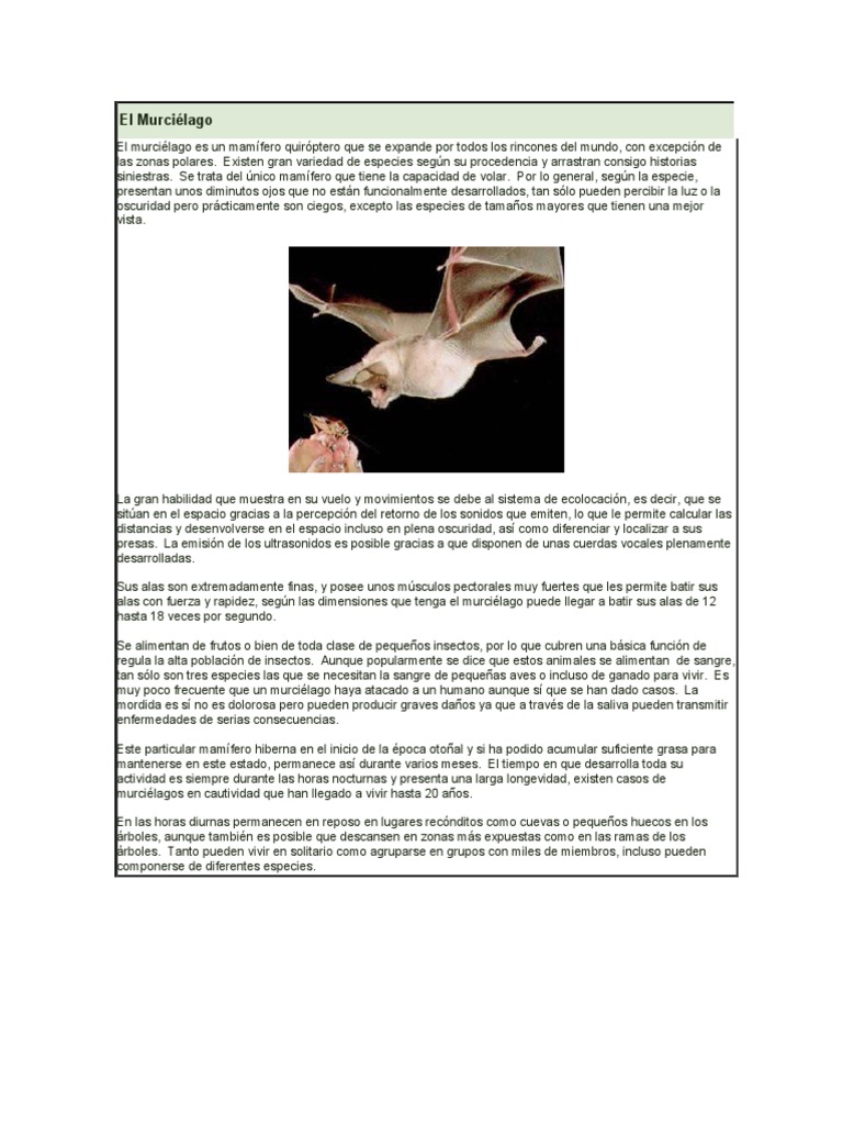 El Murciélago Pdf Murciélago Naturaleza