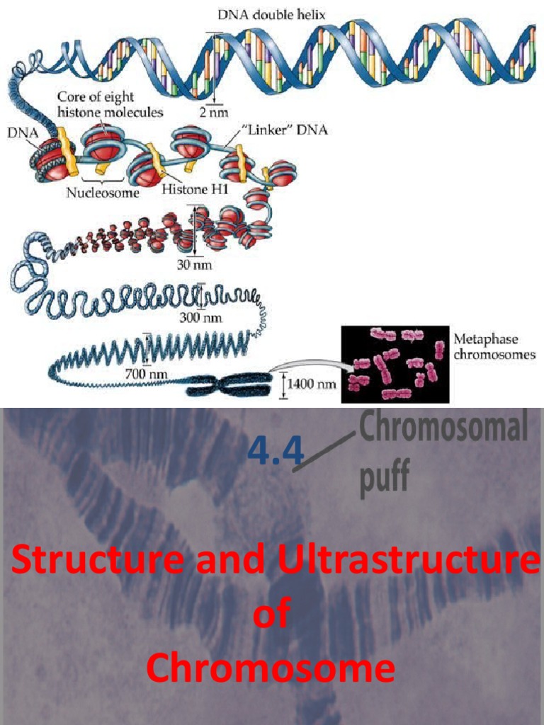 Ultra Structure of Chromosome | PDF | Chromosome | Ploidy