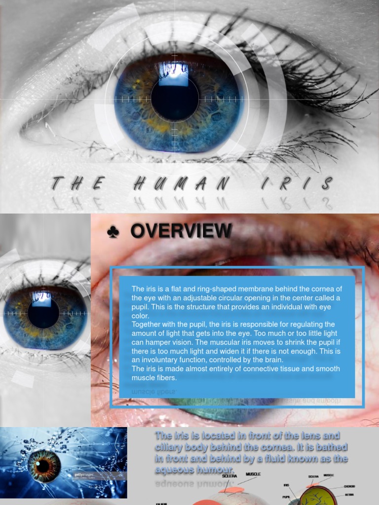 THE Human Iris | PDF | Eye Color | Eye