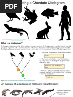 Cladogram Worksheet Practice KEY | PDF | Organisms | Phylogenetics