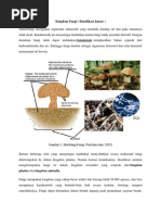 Klasifikasi Basiodiomycota Dan Deuteromycota | PDF