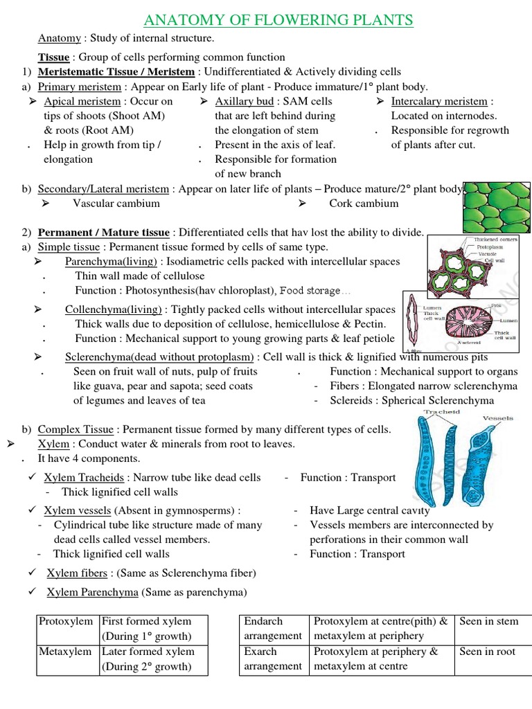 Anatomy of Plants | PDF | Tissue (Biology) | Plant Stem