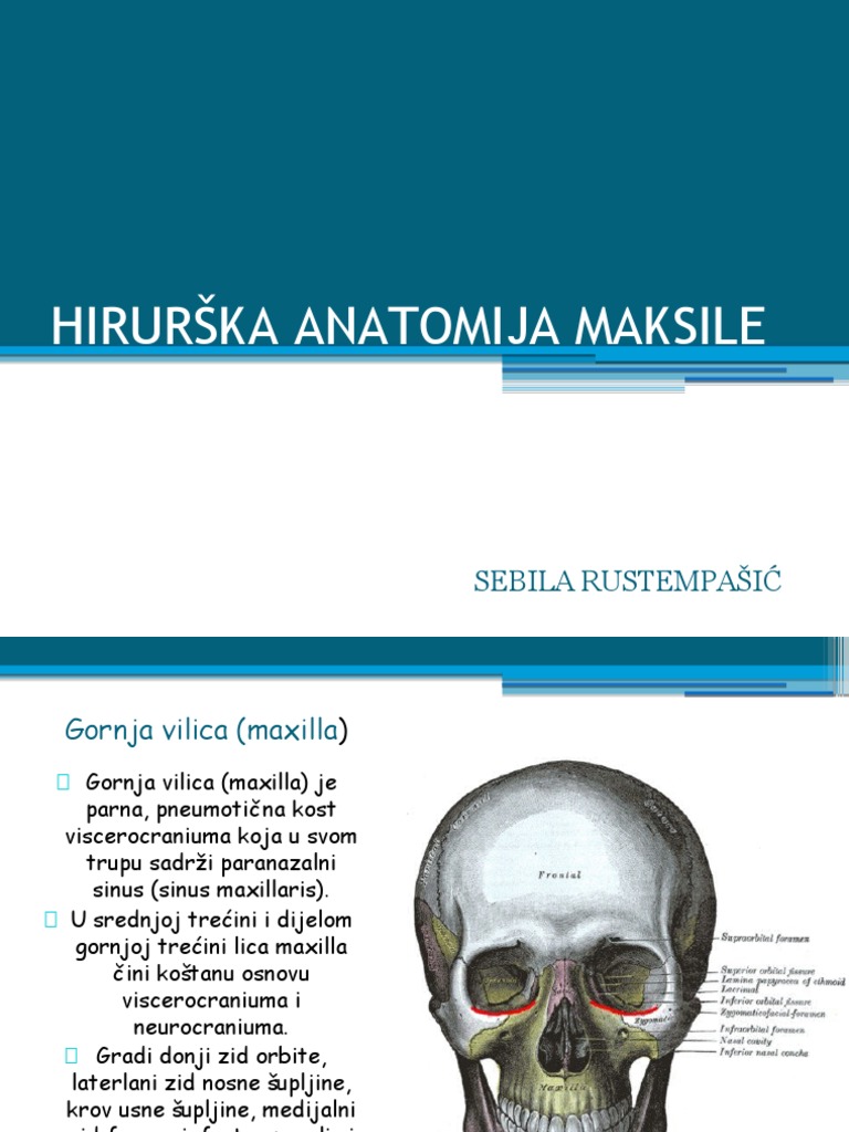 Hirurška Anatomija Maksile | PDF
