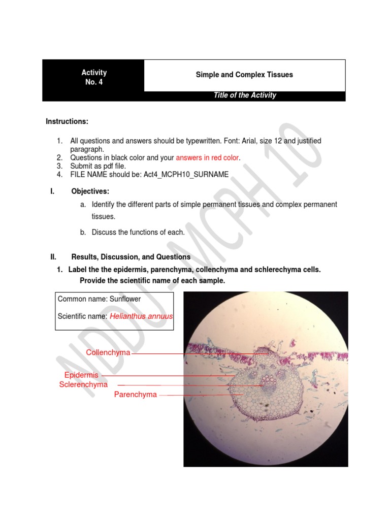 Activity No. 4: Simple and Complex Tissues | PDF | Plant Stem | Tissue ...