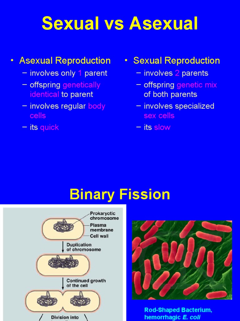 Sexual Vs Asexual | PDF | Sexual Reproduction | Reproduction