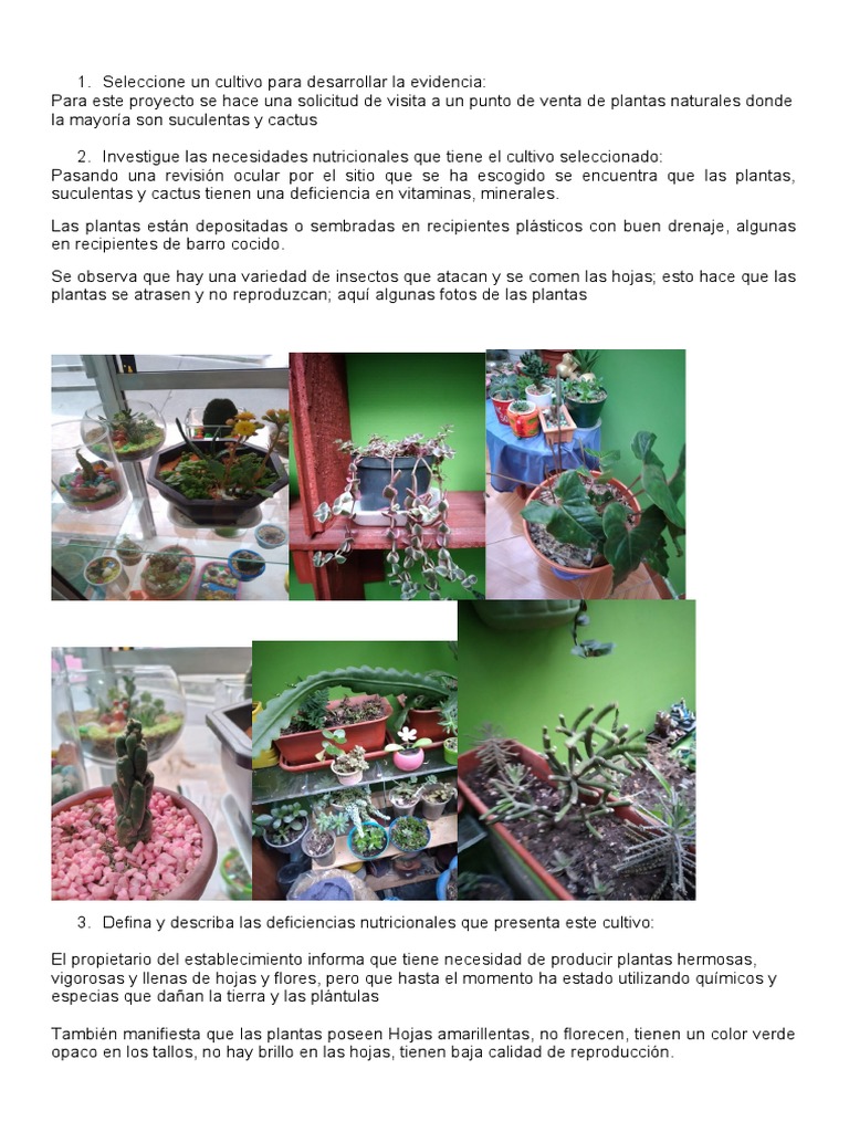Elaborar Plan de Fertilización Agroecológica | PDF | Fertilizante | Plantas