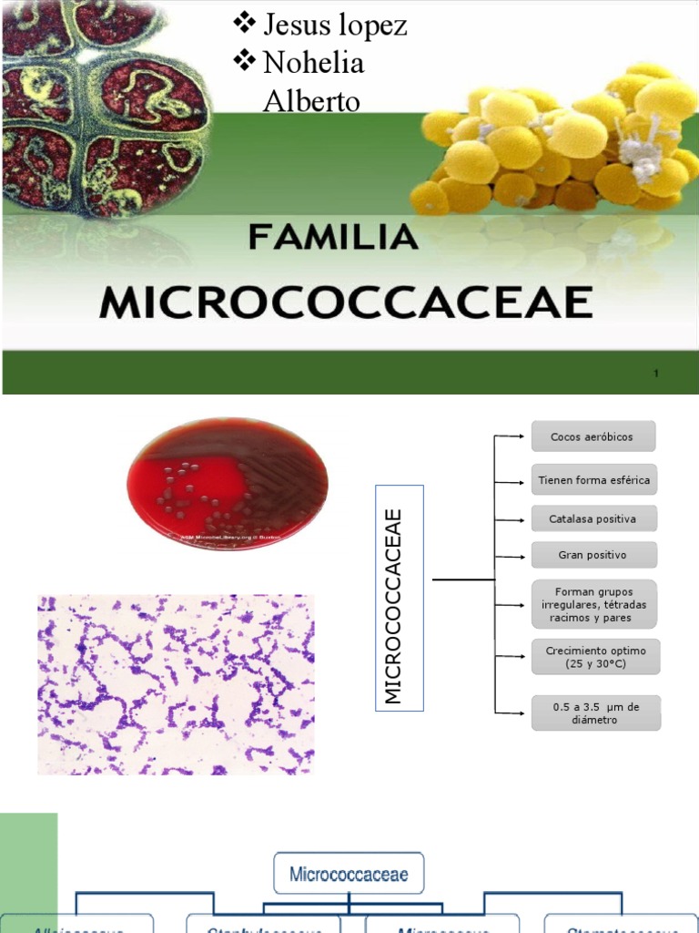 Familia Micrococcaceae | PDF | Biología | Organismos