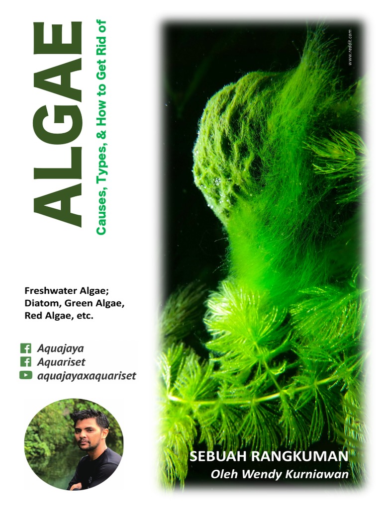 Algae | PDF