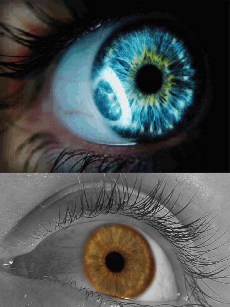 Eyes System | PDF | Science & Mathematics