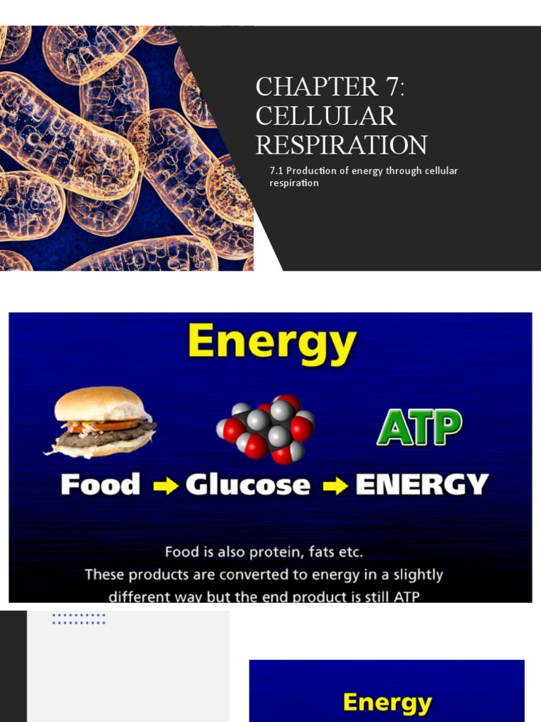 Chapter 7 Cellular Respiration | Download Free PDF | Cellular ...
