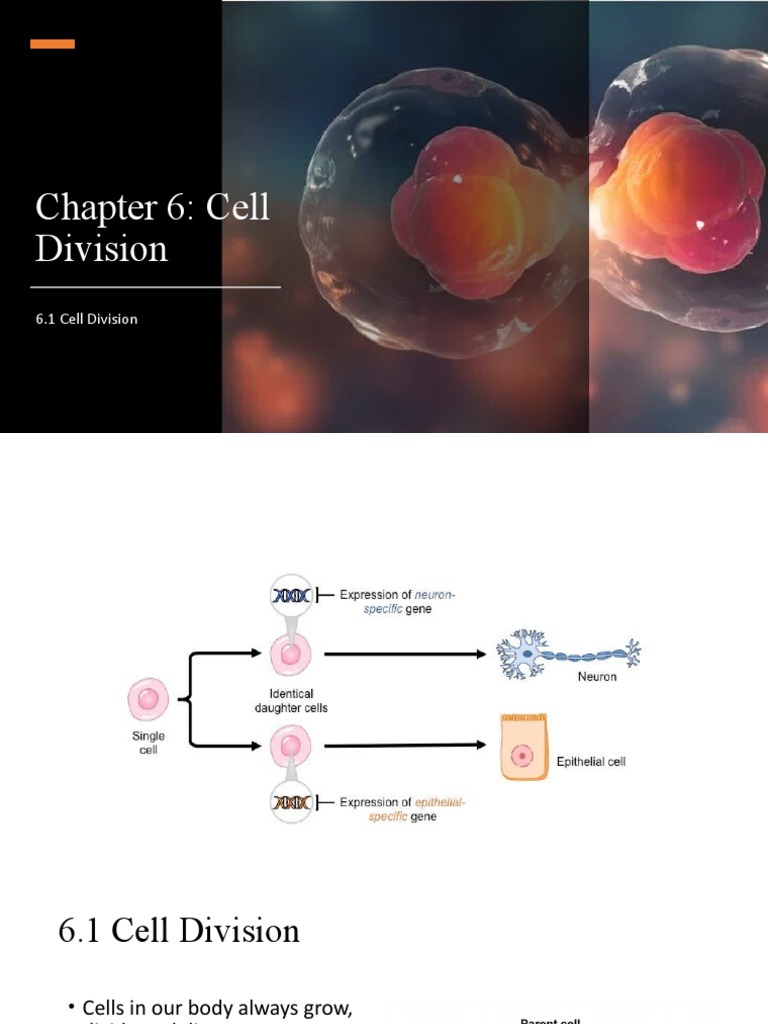 6.1 Cell Division 6.2 Cell Cycle and Mitosis | PDF | Mitosis | Life ...