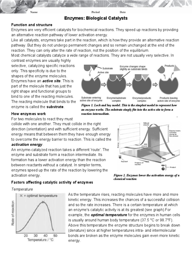 Enzyme Function and Activity Guide | PDF | Enzyme | Reaction Rate