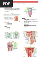 Anatomia da Laringe: Estruturas e Funções | PDF | Laringe | Anatomia humana