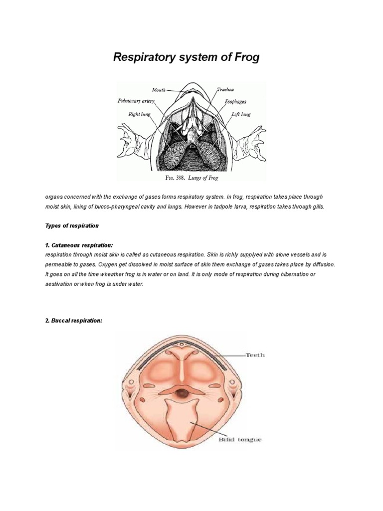 Respiratory System of Frog | PDF | Respiratory System | Respiratory Tract