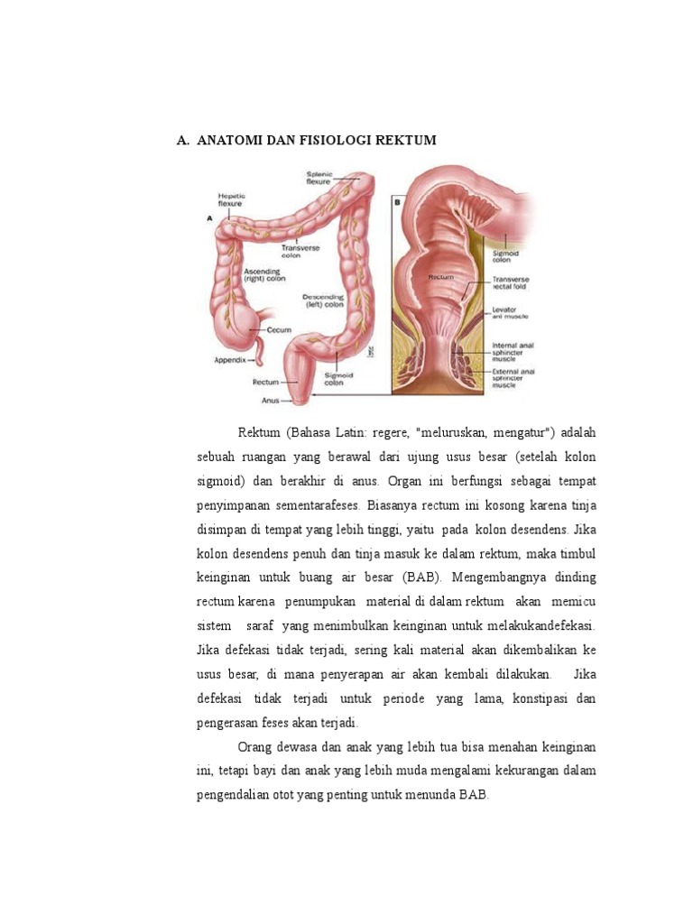 Anatomi Dan Fisiologi Rektum | PDF