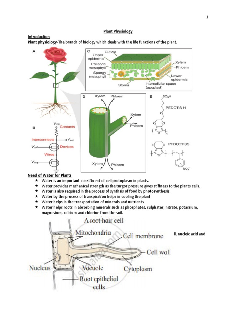 Plant Physiology: Water and Mineral Needs | PDF | Osmosis | Photosynthesis