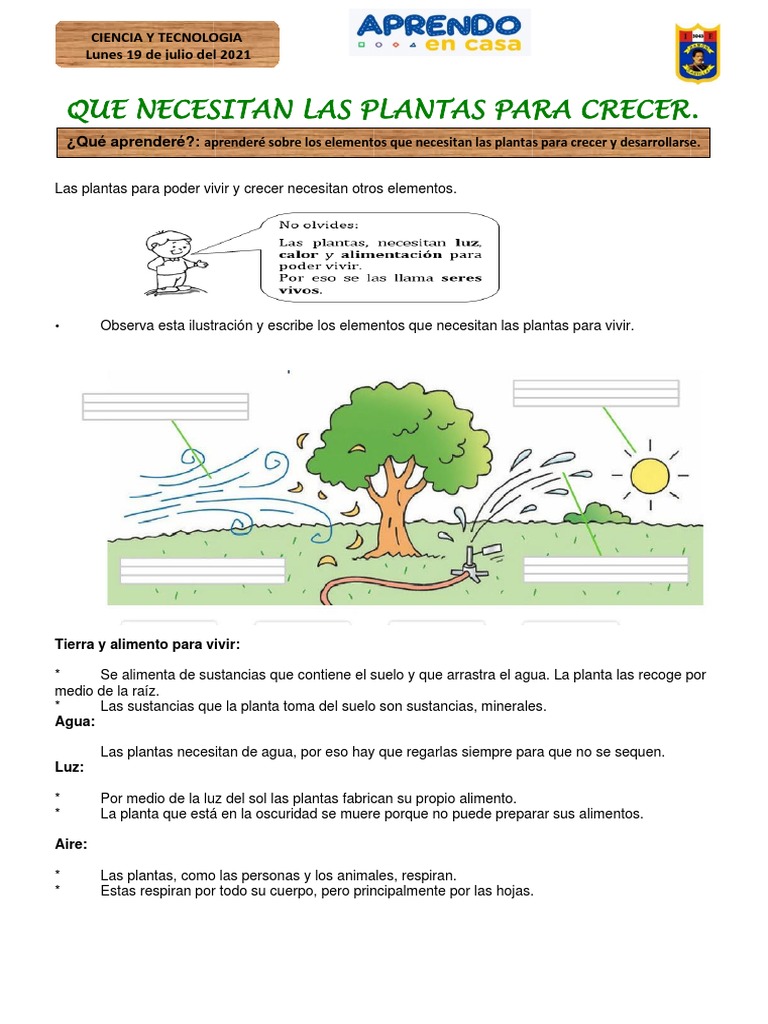 Lo Que Necesitan Las Plantas Para Sobrevivir
