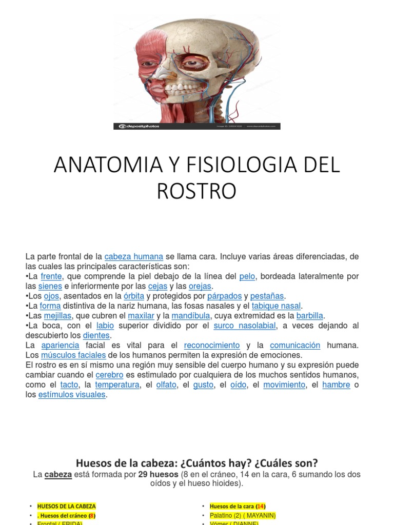 Anatomia y Fisiologia Del Rostro | PDF | Cara | Rasgos faciales