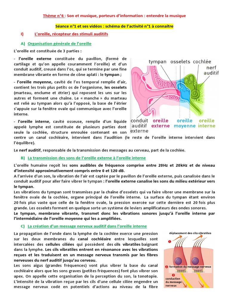 Cils vibratiles et perception auditive | PDF | Oreille | Neurologie