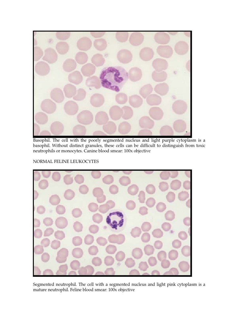 Atlas Purdue Univ - 2 | PDF | White Blood Cell | Lymphocyte