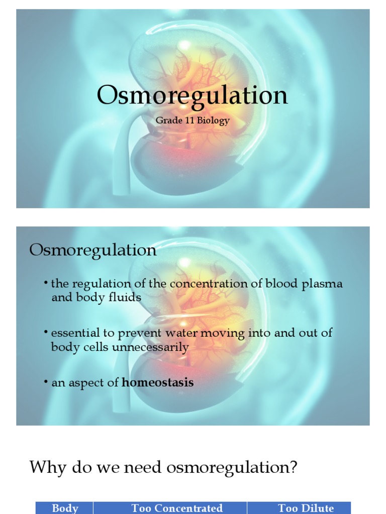Osmoregulation: Grade 11 Biology | PDF | Kidney | Animal Anatomy