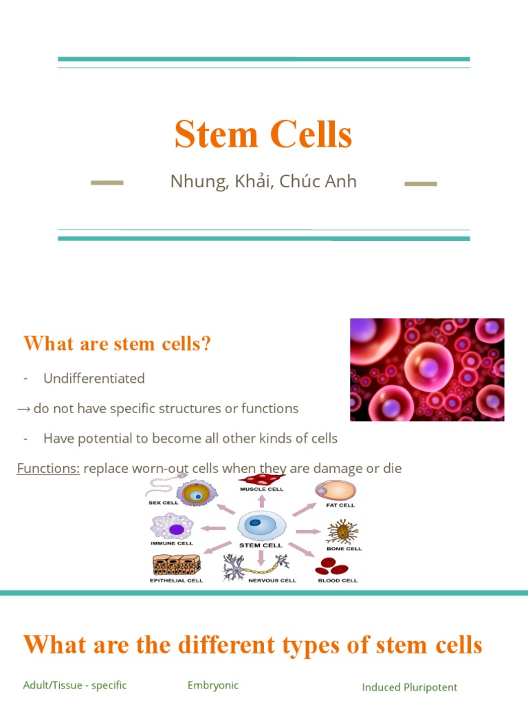 Stem Cells: Nhung, Khải, Chúc Anh | PDF | Stem Cell | Cell Potency