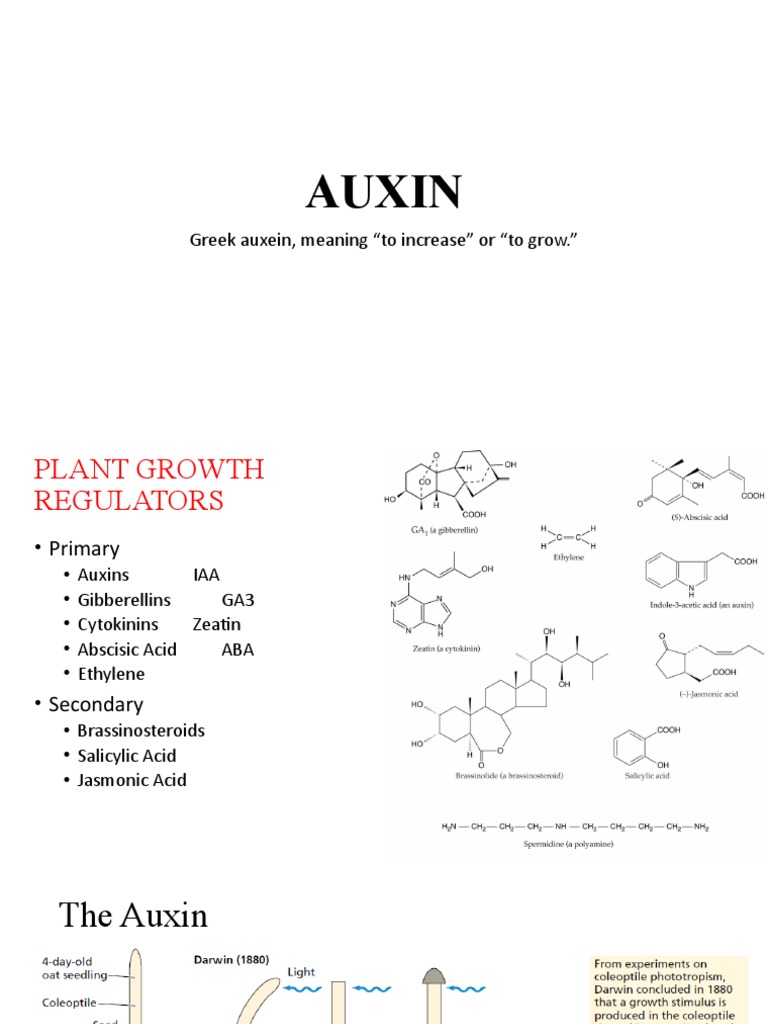 Auxin: Greek Auxein, Meaning "To Increase" or "To Grow." | PDF | Auxin ...