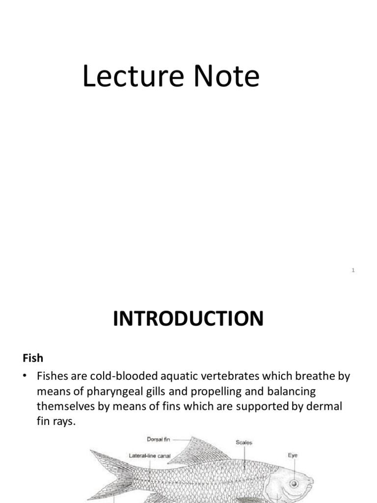 Key Characteristics of Fish | PDF | Aquaculture | Fish