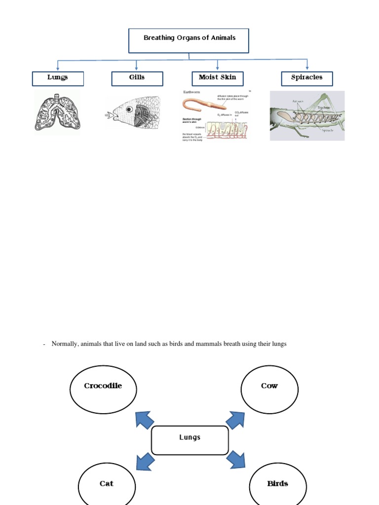 Organ System Of Animals And Their Function Ppt