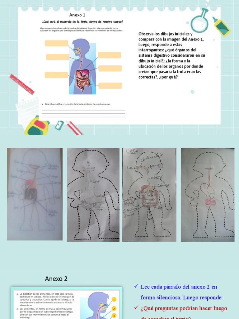 Sistema Digestivo-2.tarea | PDF