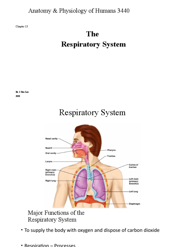 Human Respiratory System Guide | PDF | Respiratory Tract | Lung