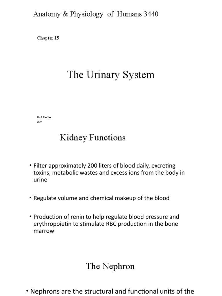Chapter 15 Student Version The Urinary System 2020.ppt (1402) | PDF ...