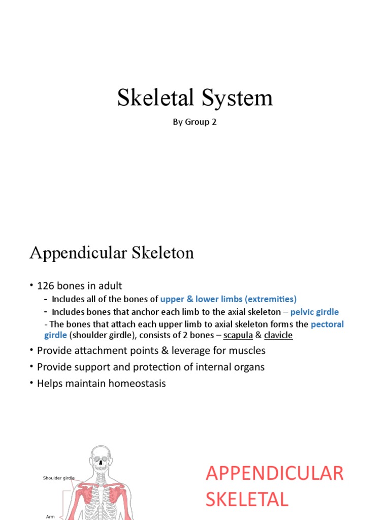 Appendicular Skeletal System | PDF