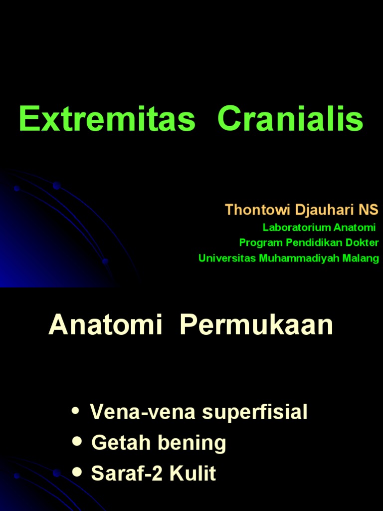 Extremitas Cranialis | PDF