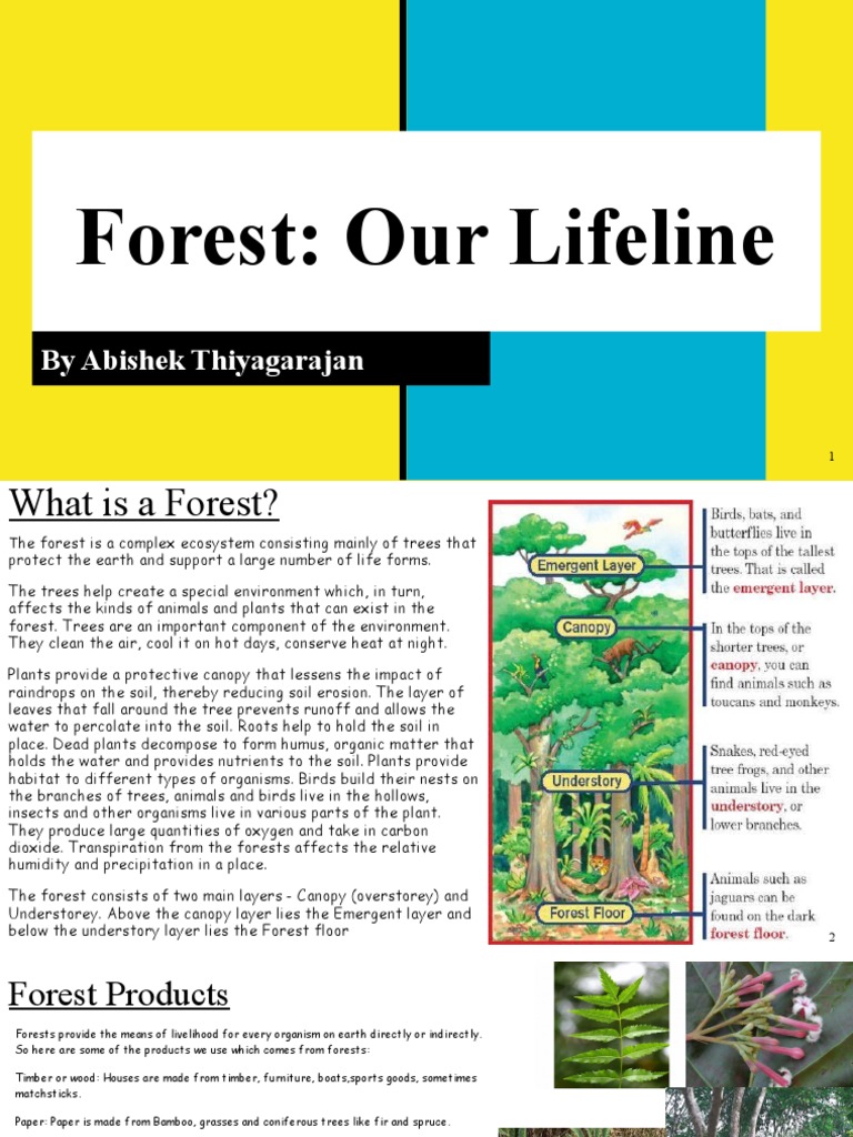 The Vital Role of Forests: Providing Habitat, Regulating Climate, and ...