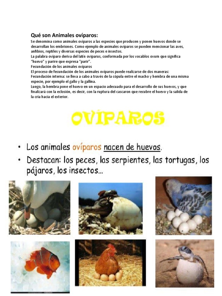 Oviparos