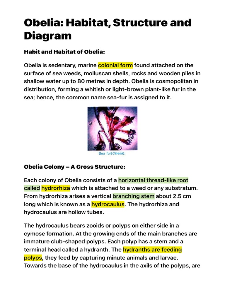 Obelia: Habitat, Structure and Diagram | PDF | Reproduction | Anatomy