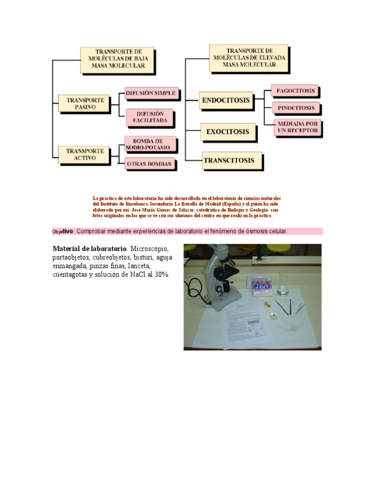 TP Osmosis | PDF | Ósmosis | Sangre