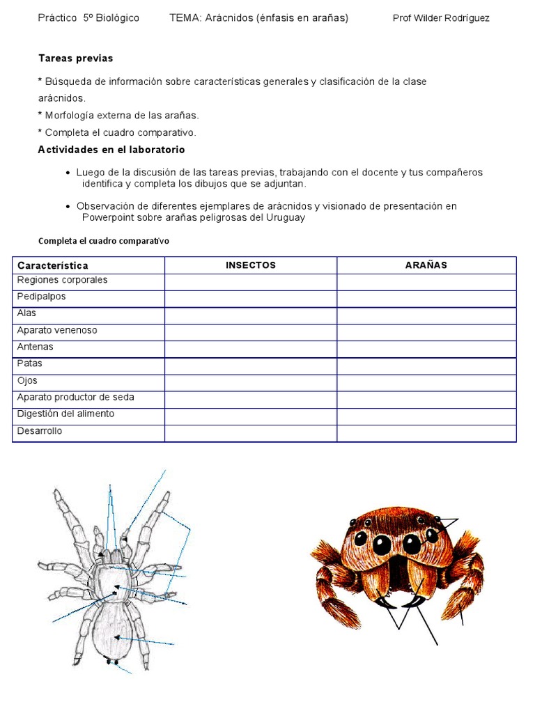 Actividades sobre Arácnidos para Niños | PDF