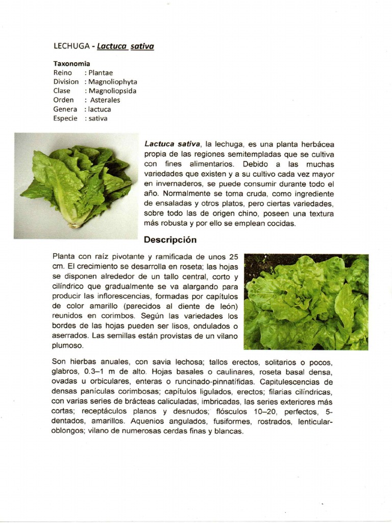 LECHUGA | PDF