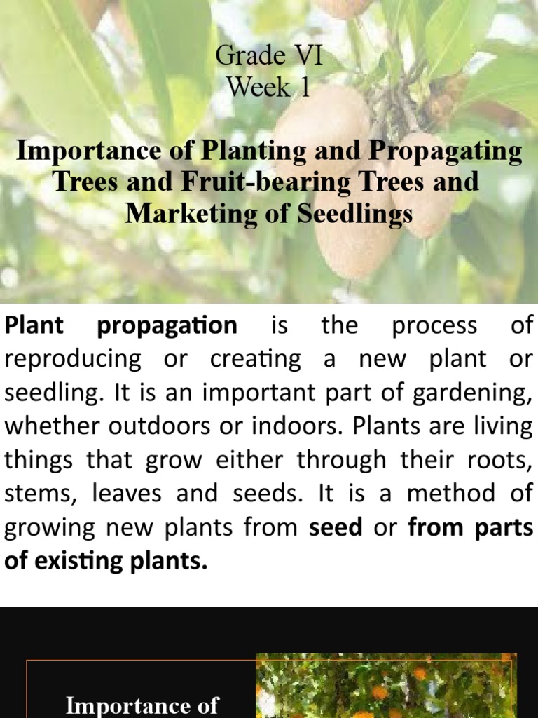 Grade VI Week 1: Importance of Planting and Propagating Trees and Fruit ...