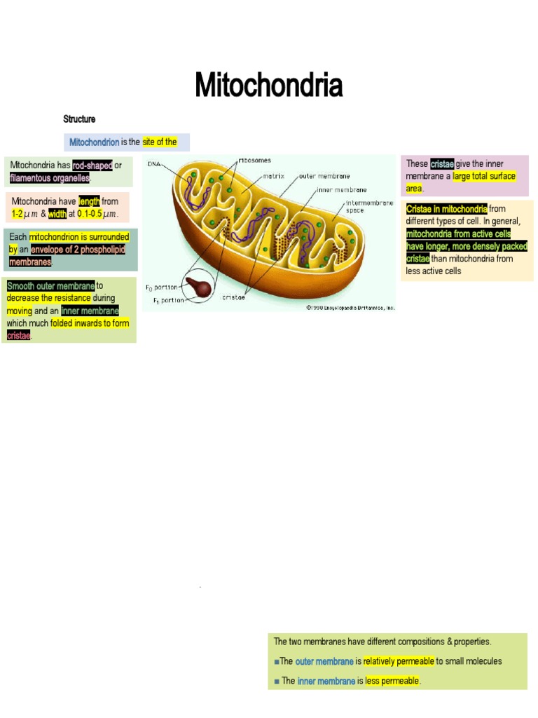 Mitochondria: Mitochondrion | PDF | Mitochondrion | Adenosine Triphosphate