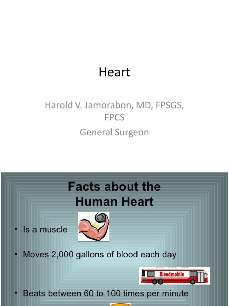 Anatomy of The Heart | PDF | Coronary Circulation | Heart