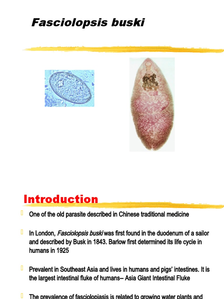 Fasciolopsis Buski Life Cycle