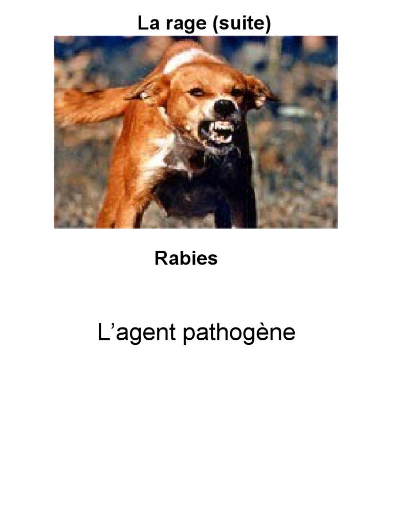 Rage 1 | PDF | Rage (maladie) | Système immunitaire